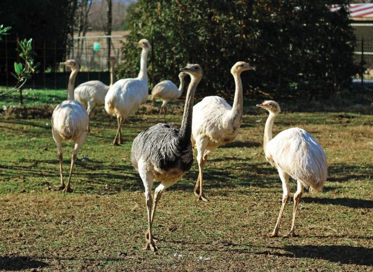 Raising Rhea Birds to Diversify - Backyard Poultry